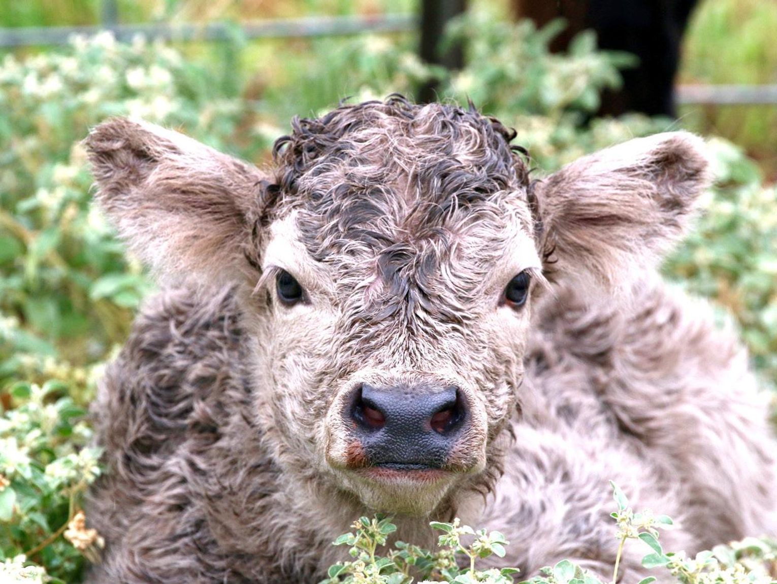 NMS student wins Exceptional Merit